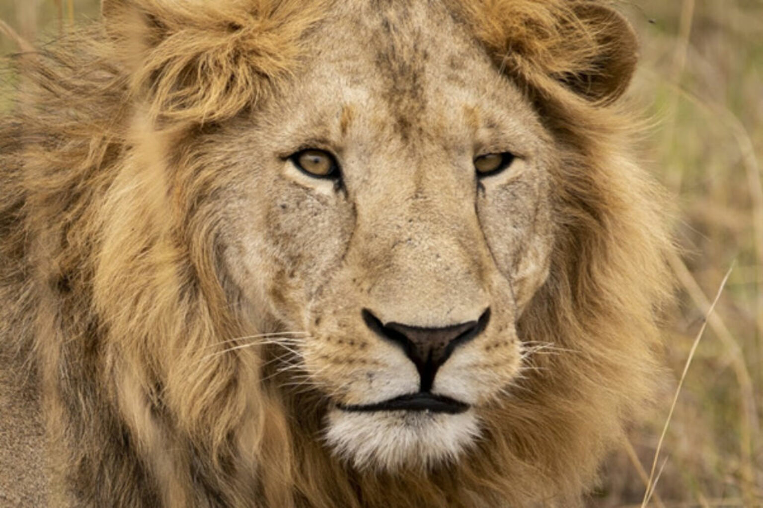 Que voir et que visiter pendant un voyage en Ouganda ? Quel budget