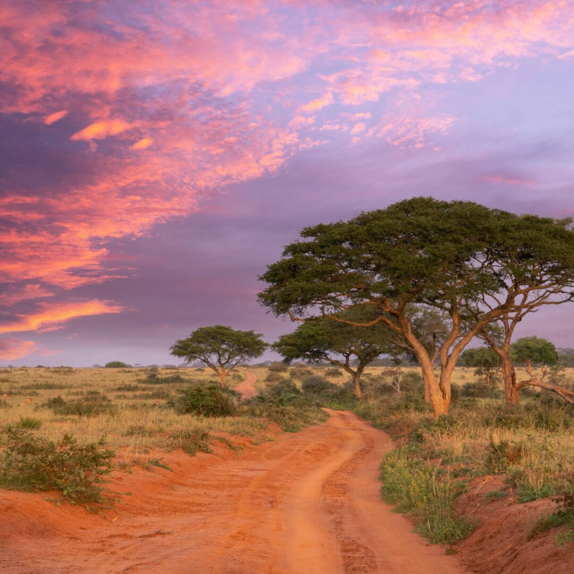 Que faire en Ouganda ? Entre safari, trek et découverte des singes