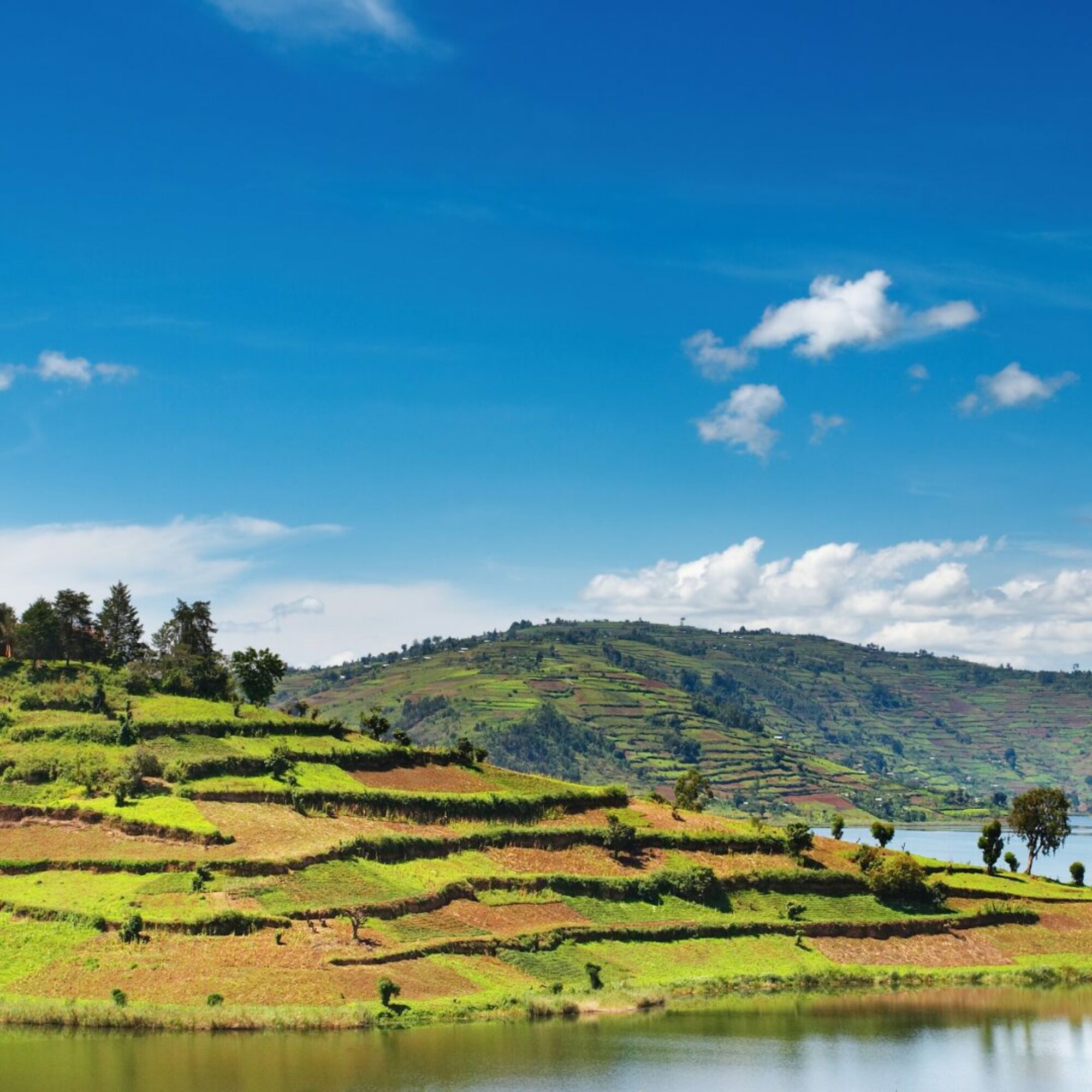 Que faire en Ouganda ? Entre safari, trek et découverte des singes