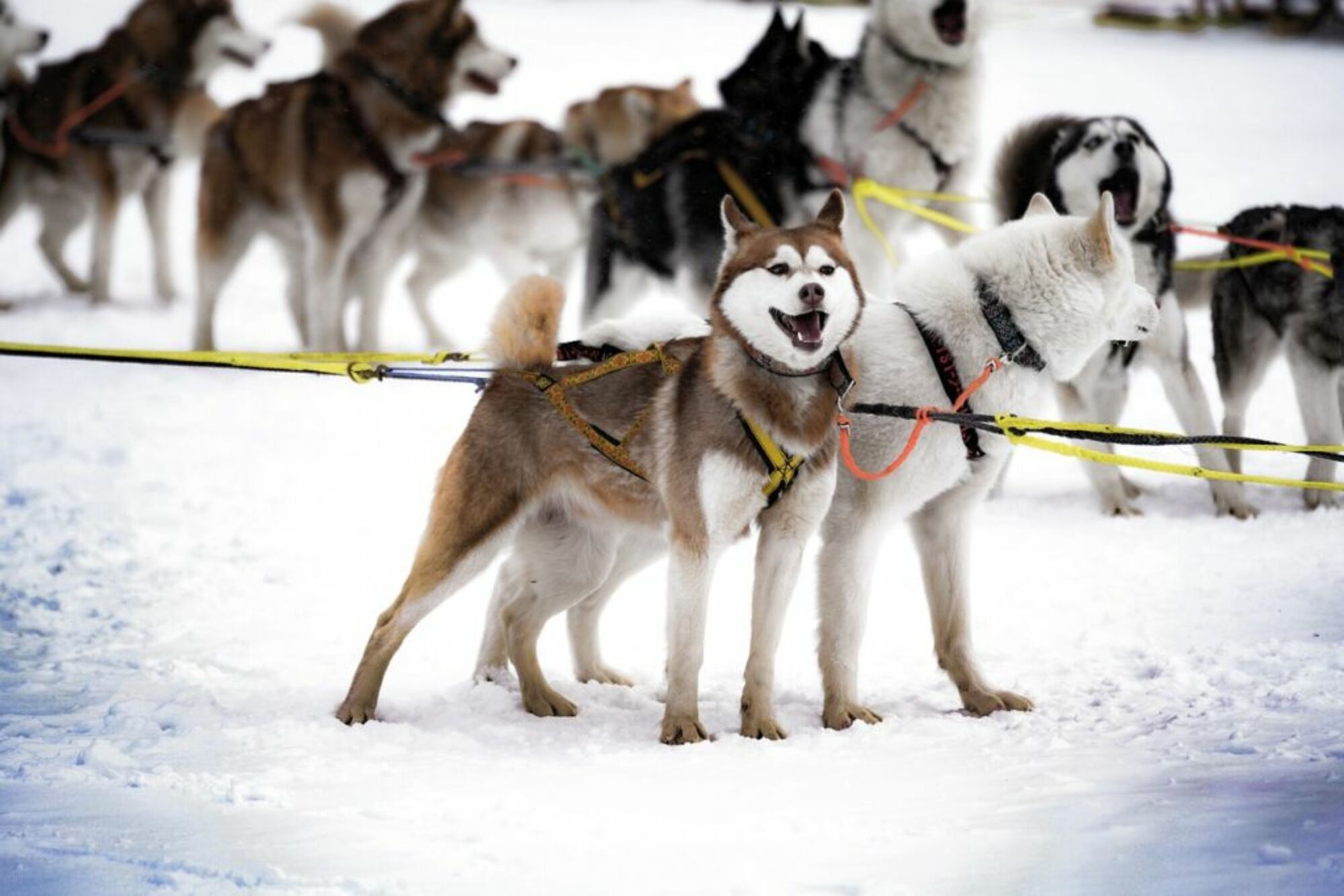Que faire à Tromso en hiver ou en été ? Nos conseils pour le séjour
